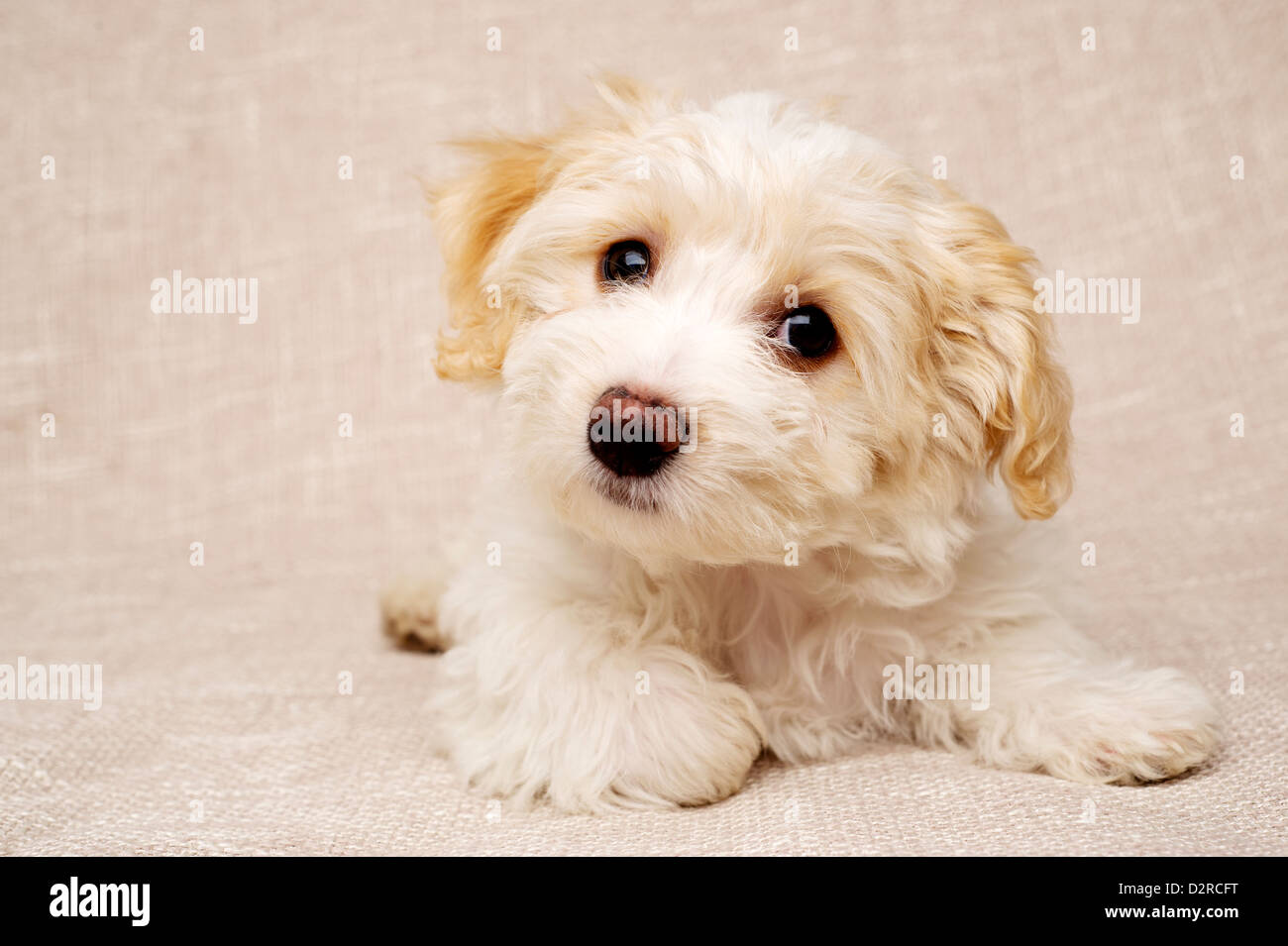 Bichon Frise cross puppy laid on a textured beige background Stock ...