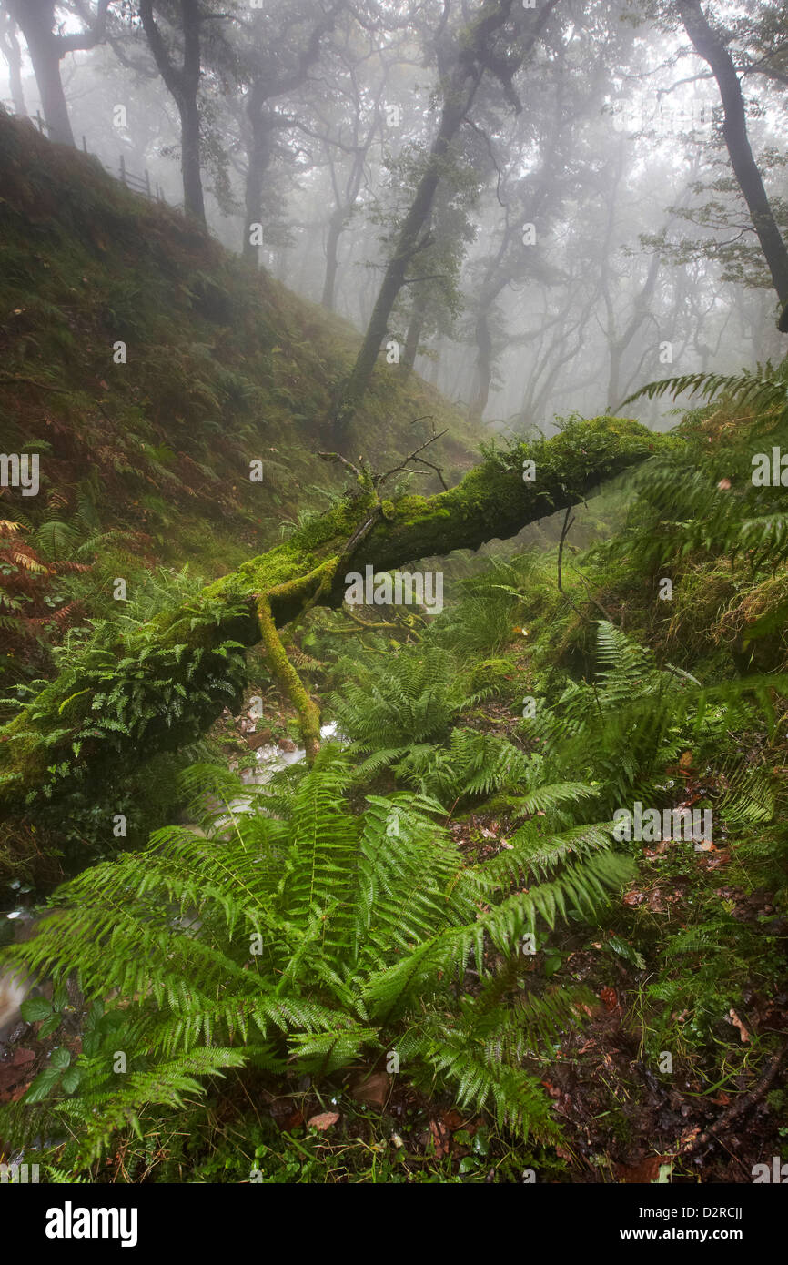 Misty forest scene in the Dunkery & Horner Wood Nature Reserve, Exmoor ...