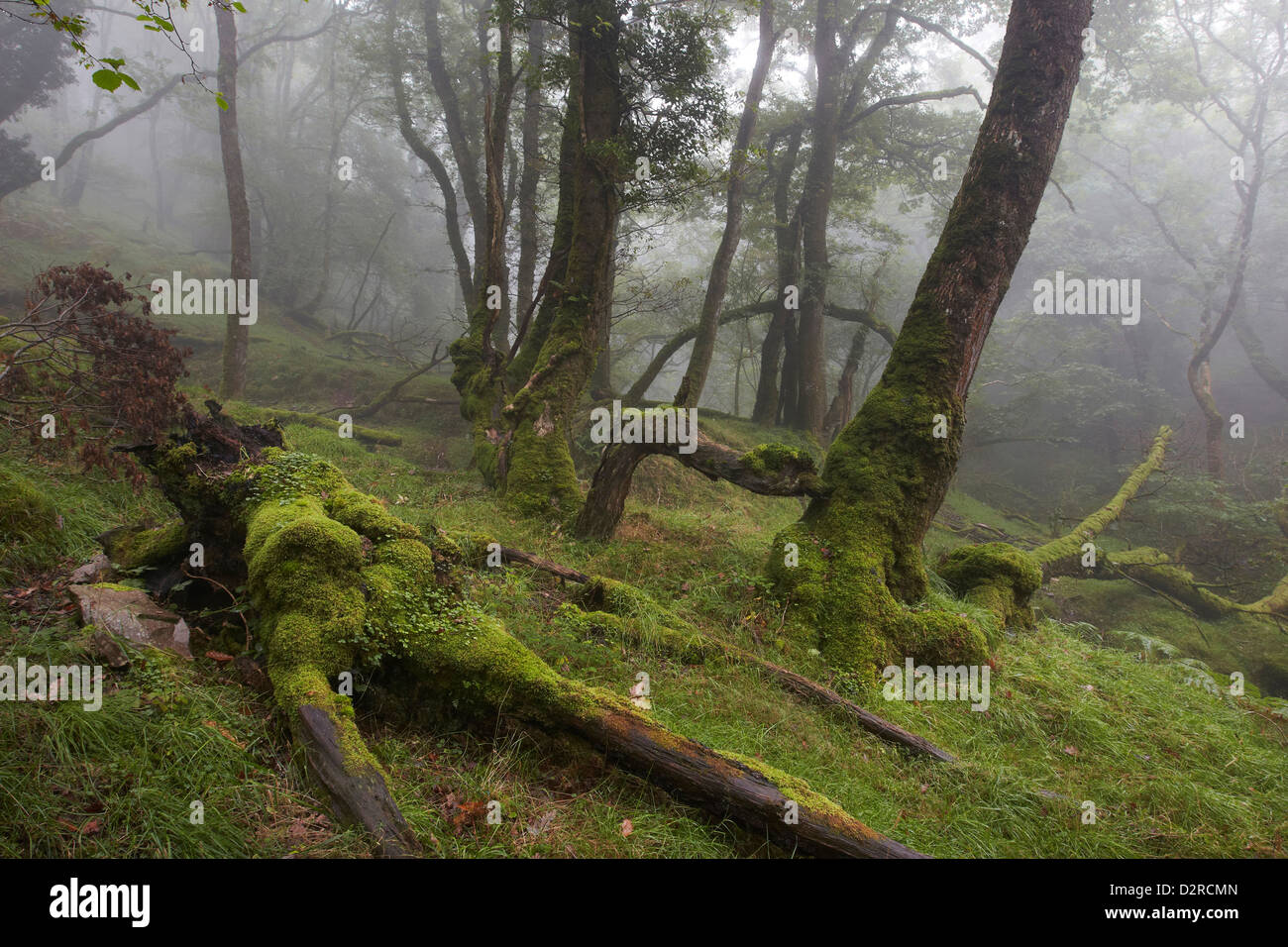 Misty forest scene in the Dunkery & Horner Wood Nature Reserve, Exmoor ...
