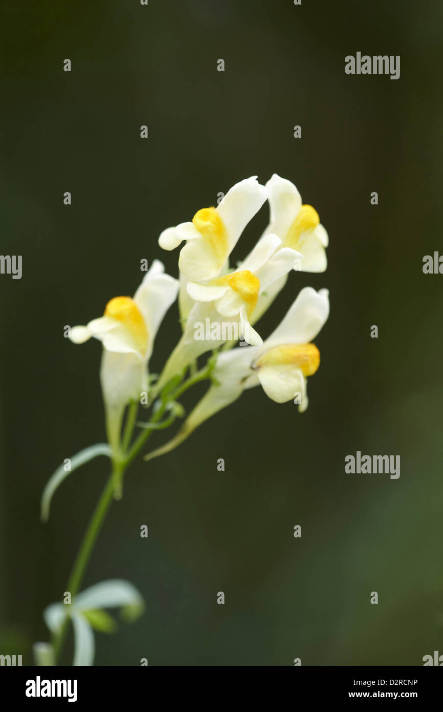 Yellow rattle or hay rattle, Rhinanthus minor, UK Stock Photo - Alamy