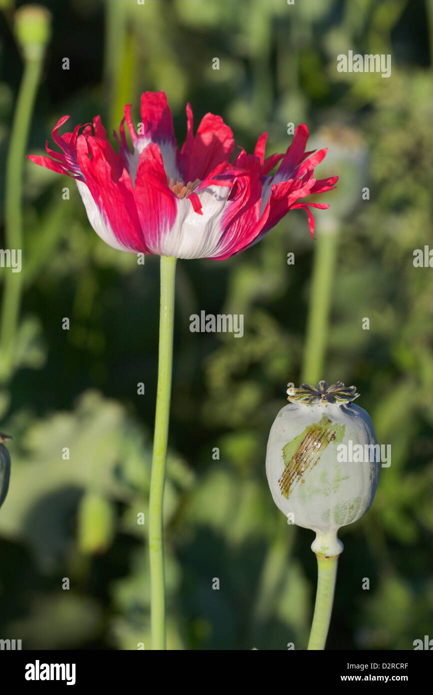 Papaver somniferum, Poppy, Opium poppy, Red Stock Photo - Alamy