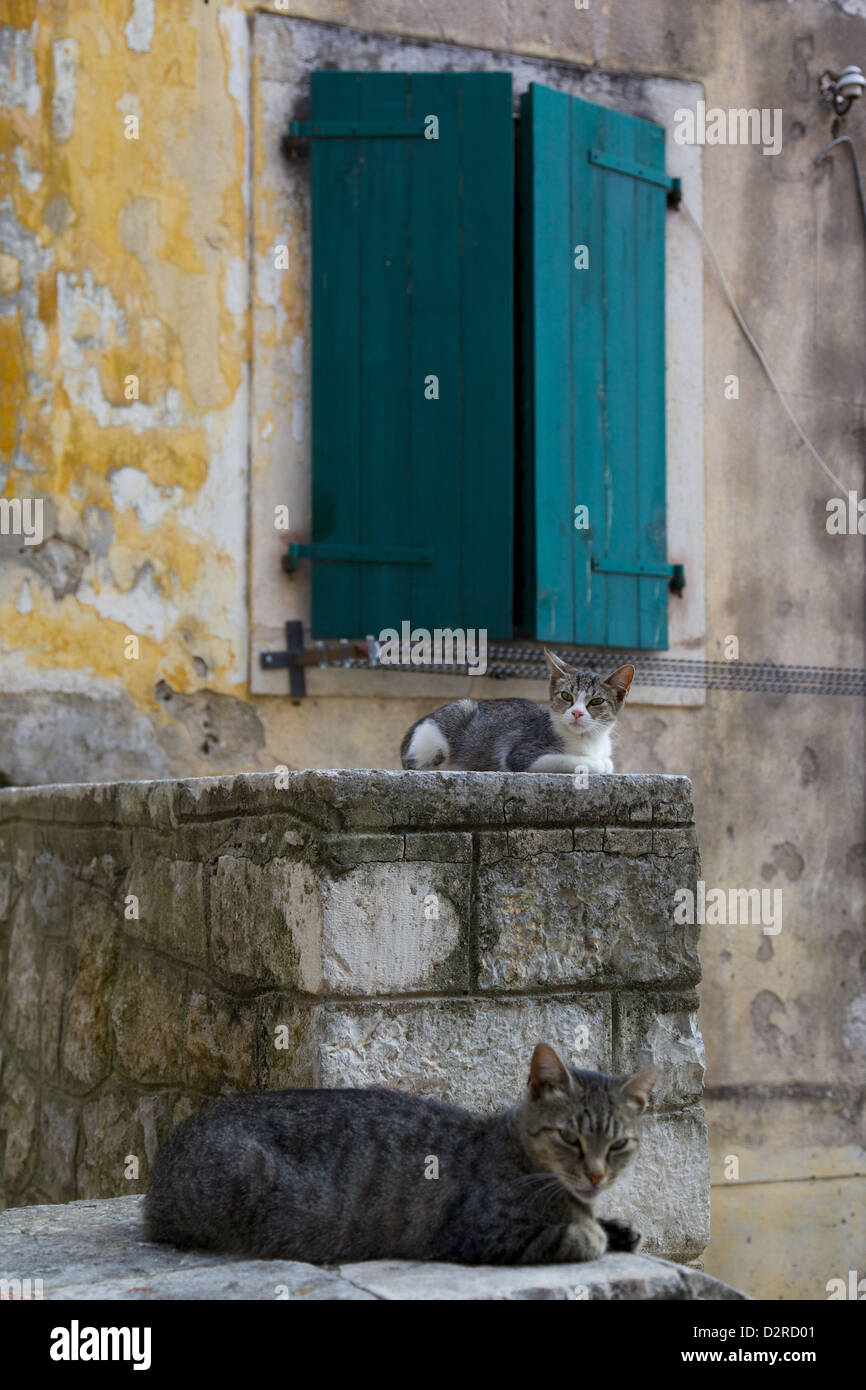 Cats in the Old Town, Kotor, Montenegro, Europe Stock Photo - Alamy