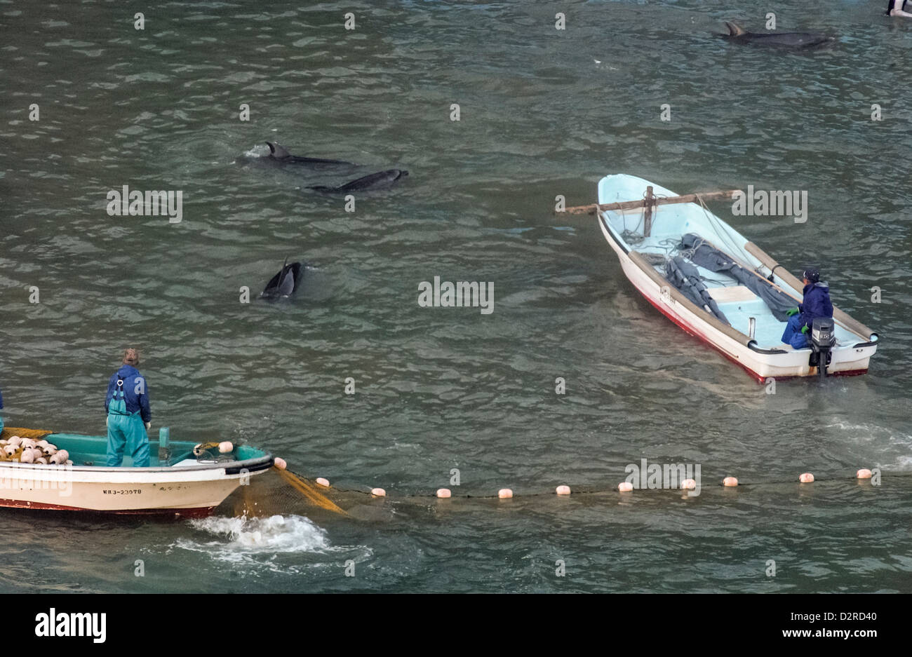 Dolphins beach hunt hi-res stock photography and images - Alamy