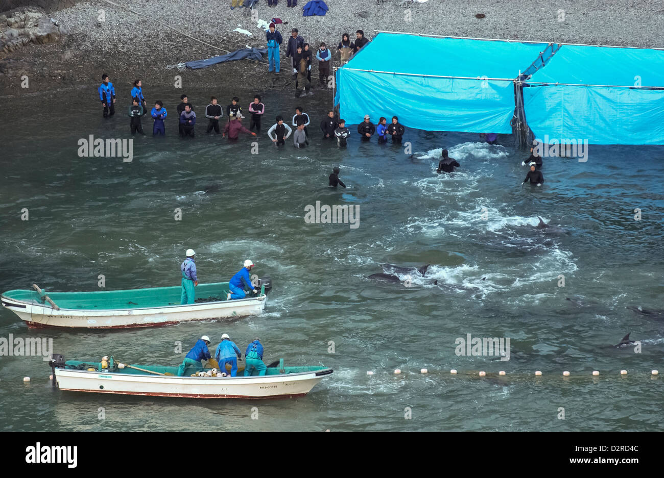 Dolphins beach hunt hi-res stock photography and images - Alamy