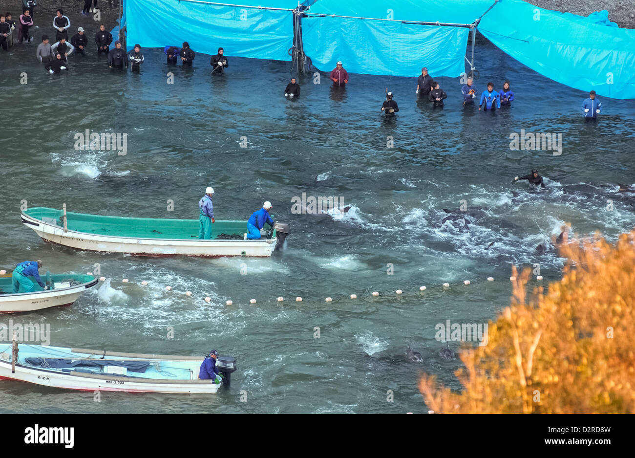Dolphins beach hunt hi-res stock photography and images - Alamy