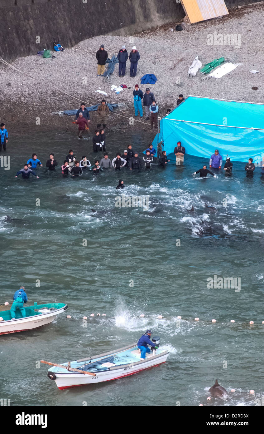 Dolphins beach hunt hi-res stock photography and images - Alamy