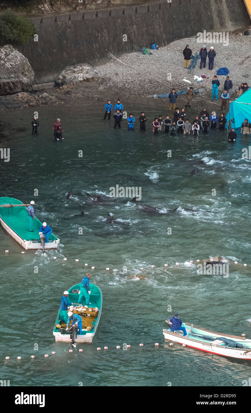Dolphins Beach Hunt High Resolution Stock Photography and Images - Alamy