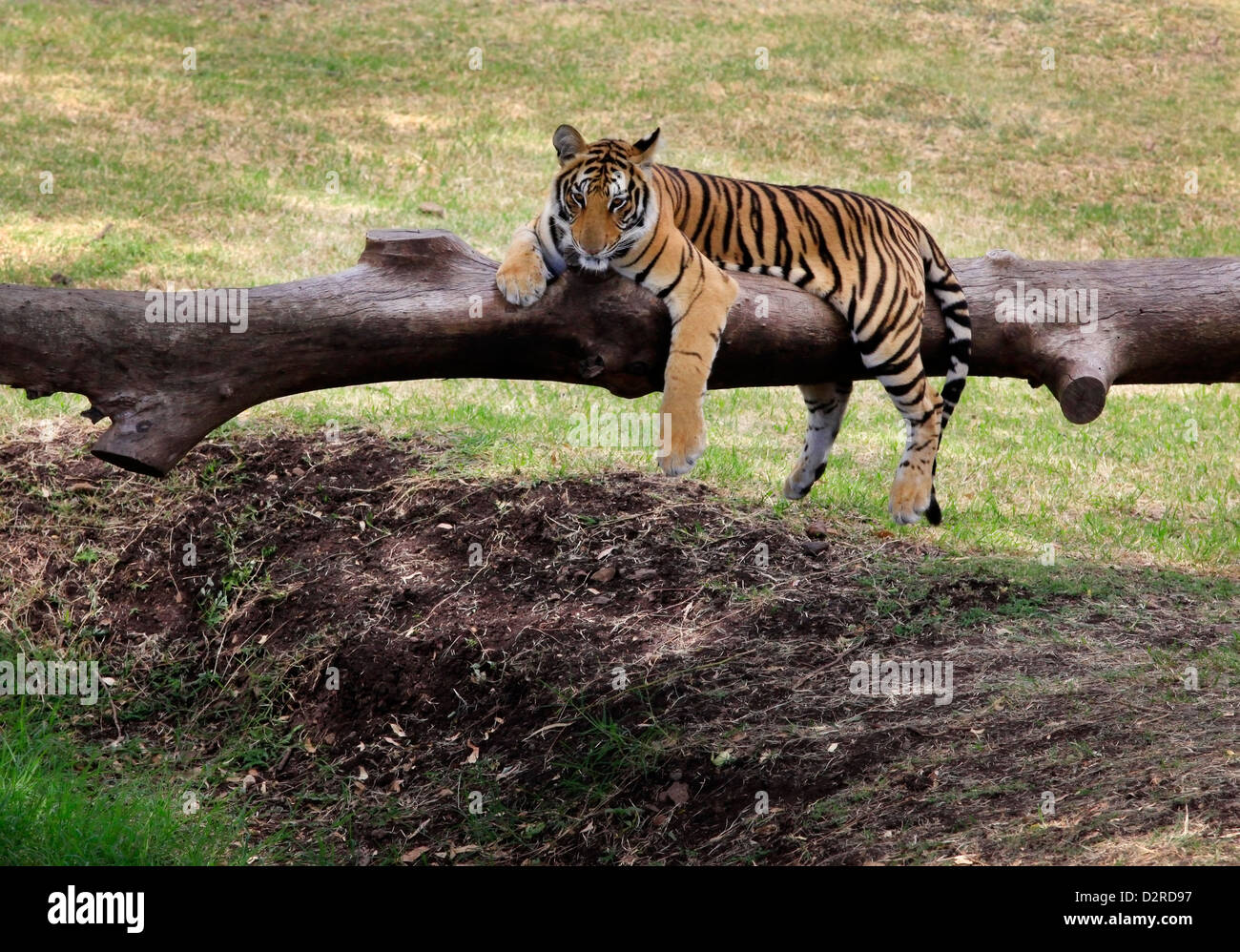 Tiger has a rest on the tree with grass background Stock Photo - Alamy