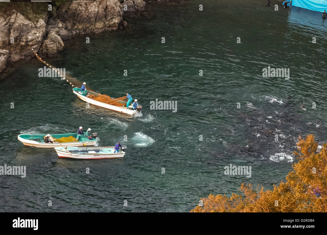 Dolphins beach hunt hi-res stock photography and images - Alamy
