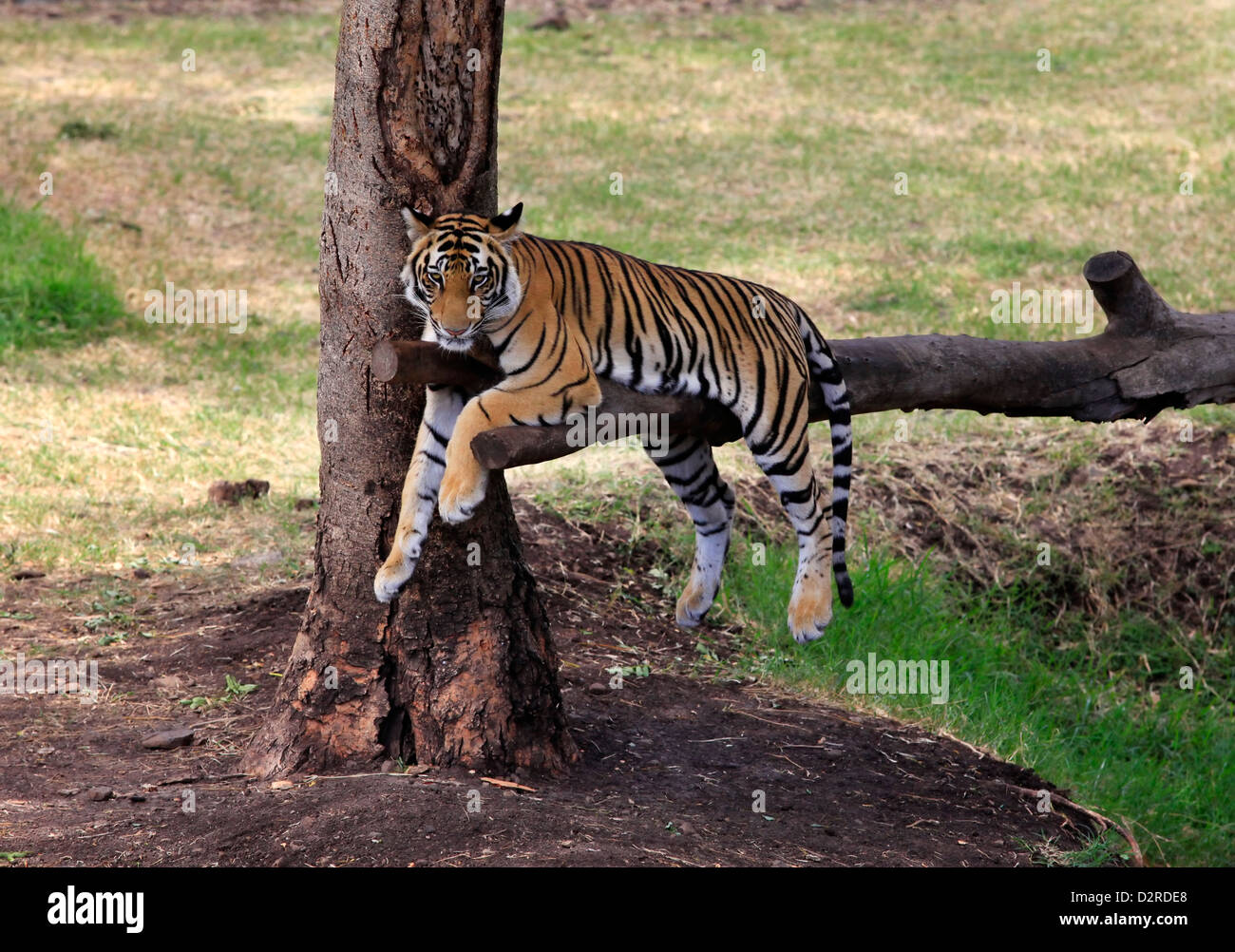 Tiger has a rest on the tree with grass background Stock Photo - Alamy