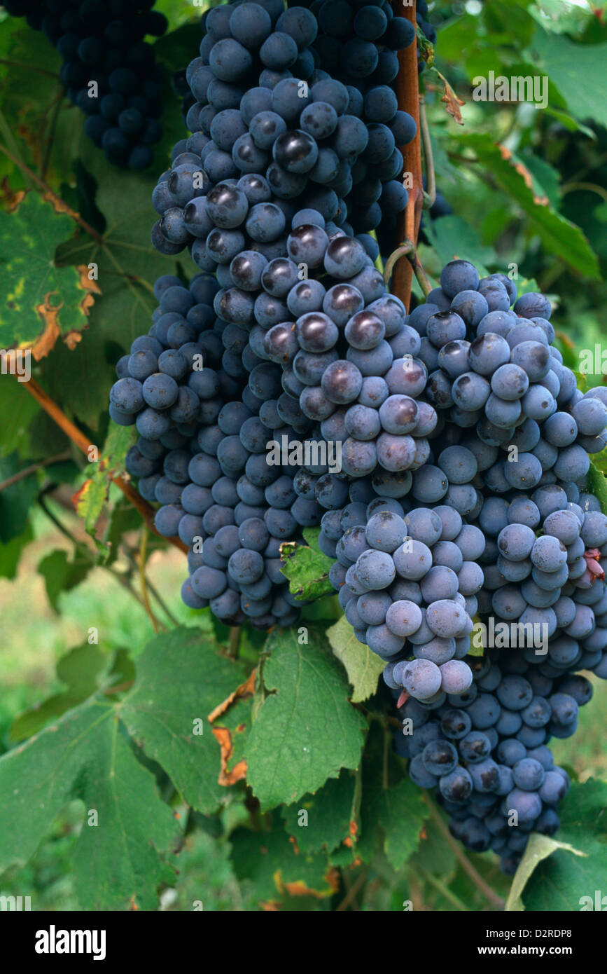 Fruit grape vine vitis vinifera hi-res stock photography and images - Alamy