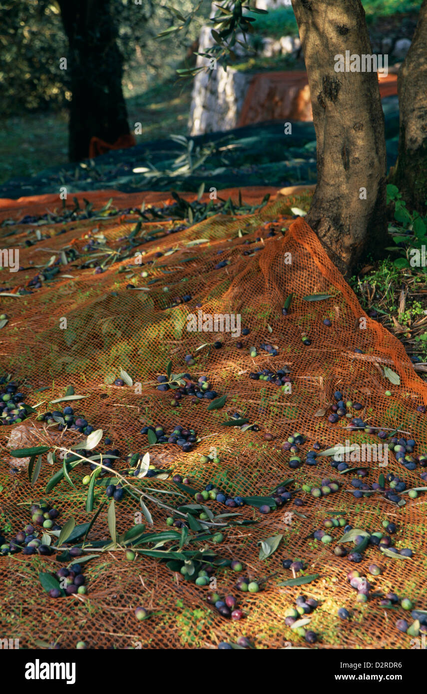 Black olive tree hi-res stock photography and images - Alamy