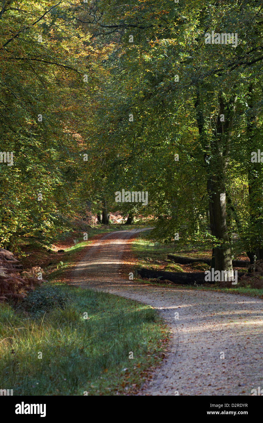 Twisting pathway through the New Forest at Bolderwood in Autumn Stock ...