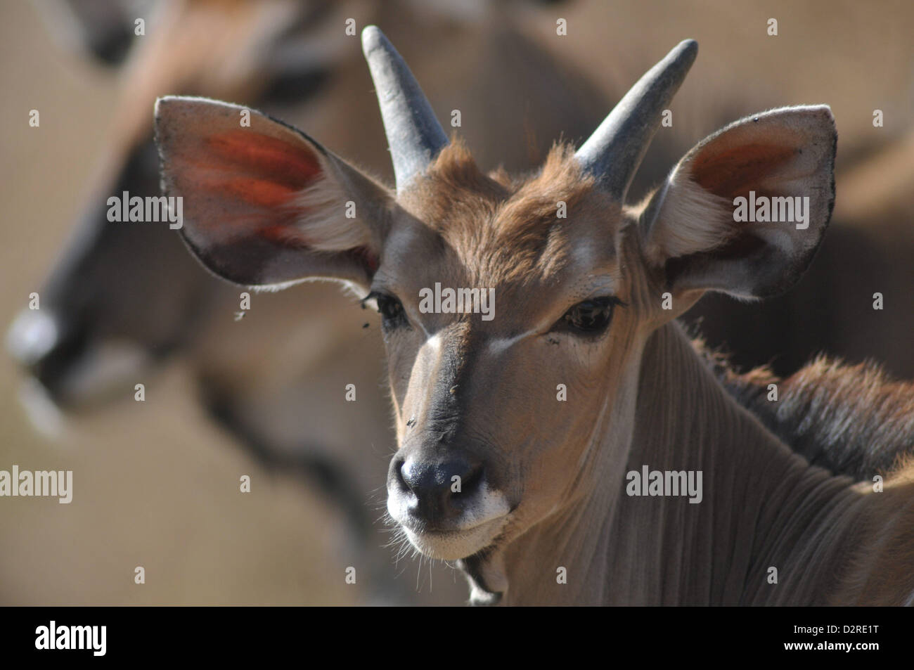 The population of the critically endangered antelope Derby increased ...