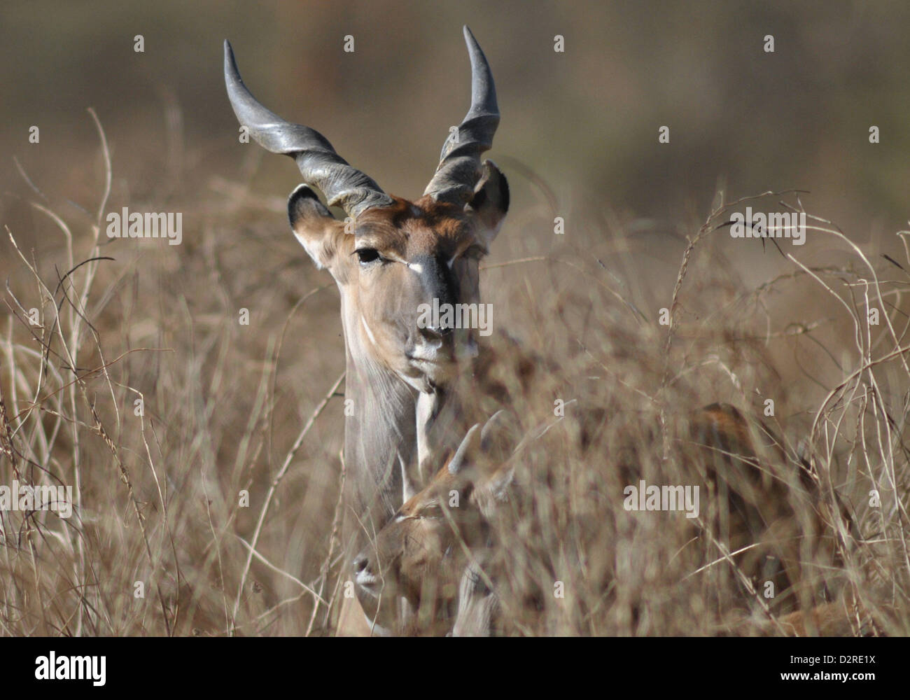 The population of the critically endangered antelope Derby increased ...