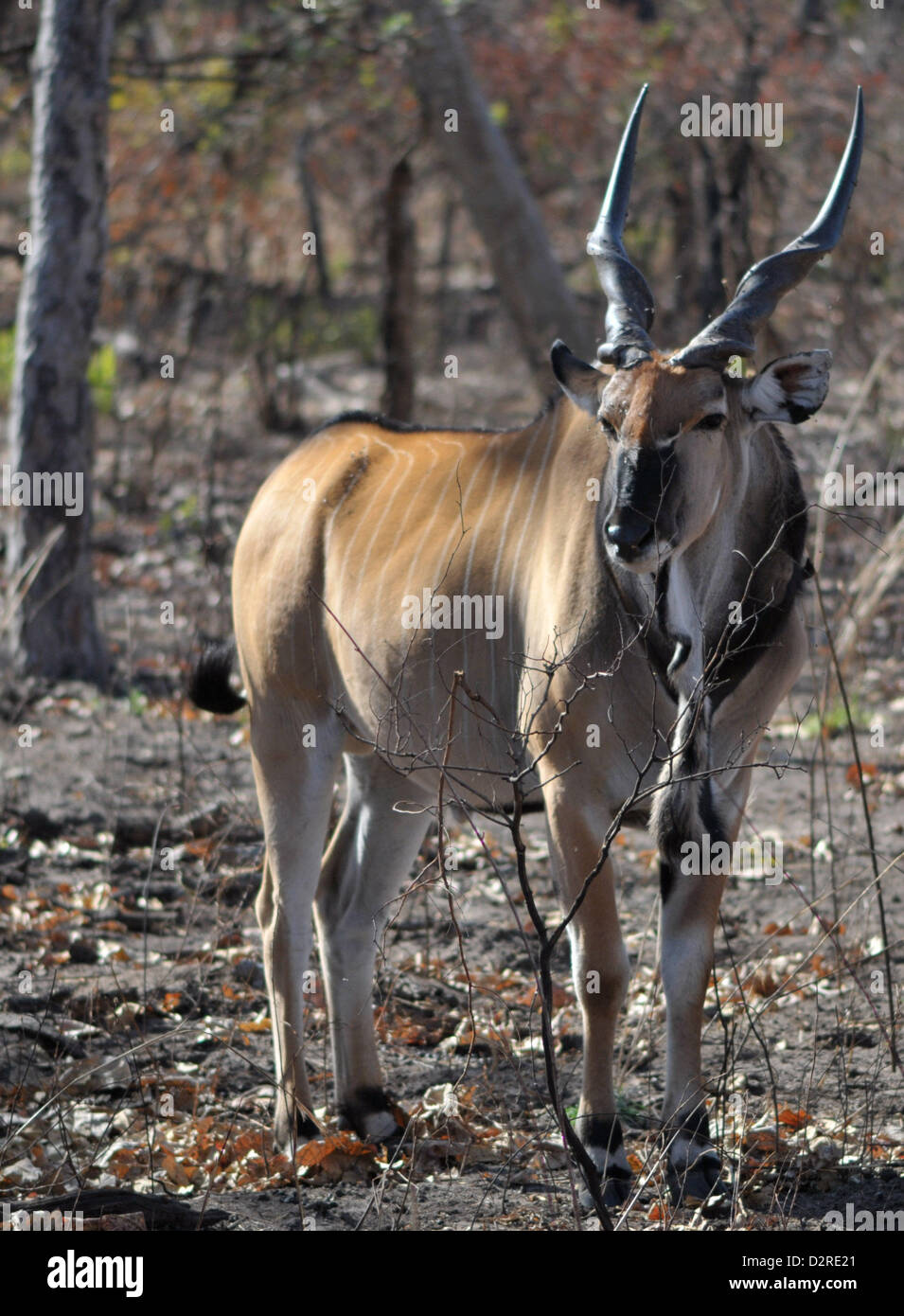 The population of the critically endangered antelope Derby increased ...