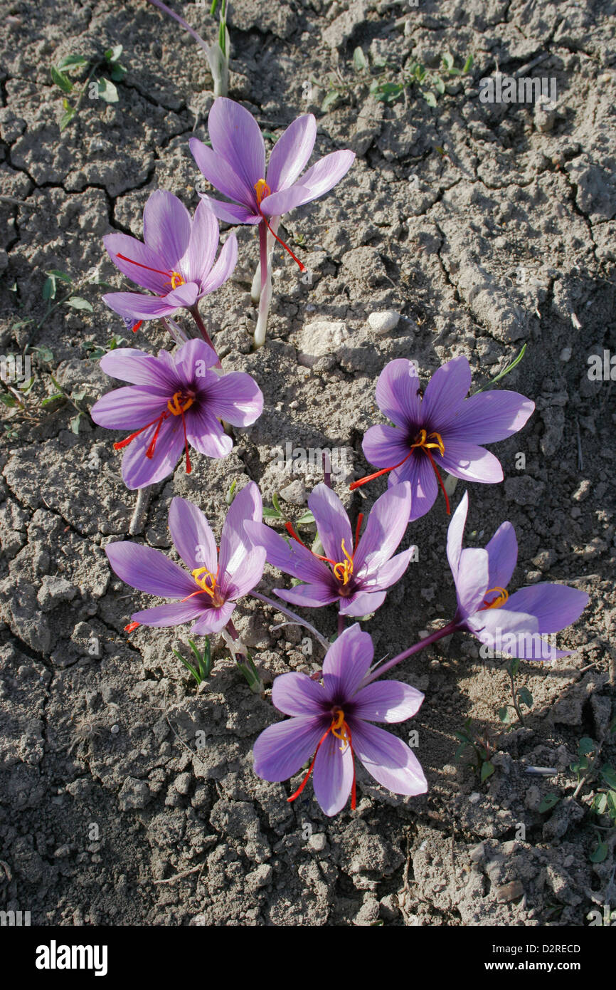 Plant purple autumn crocus hi-res stock photography and images - Alamy