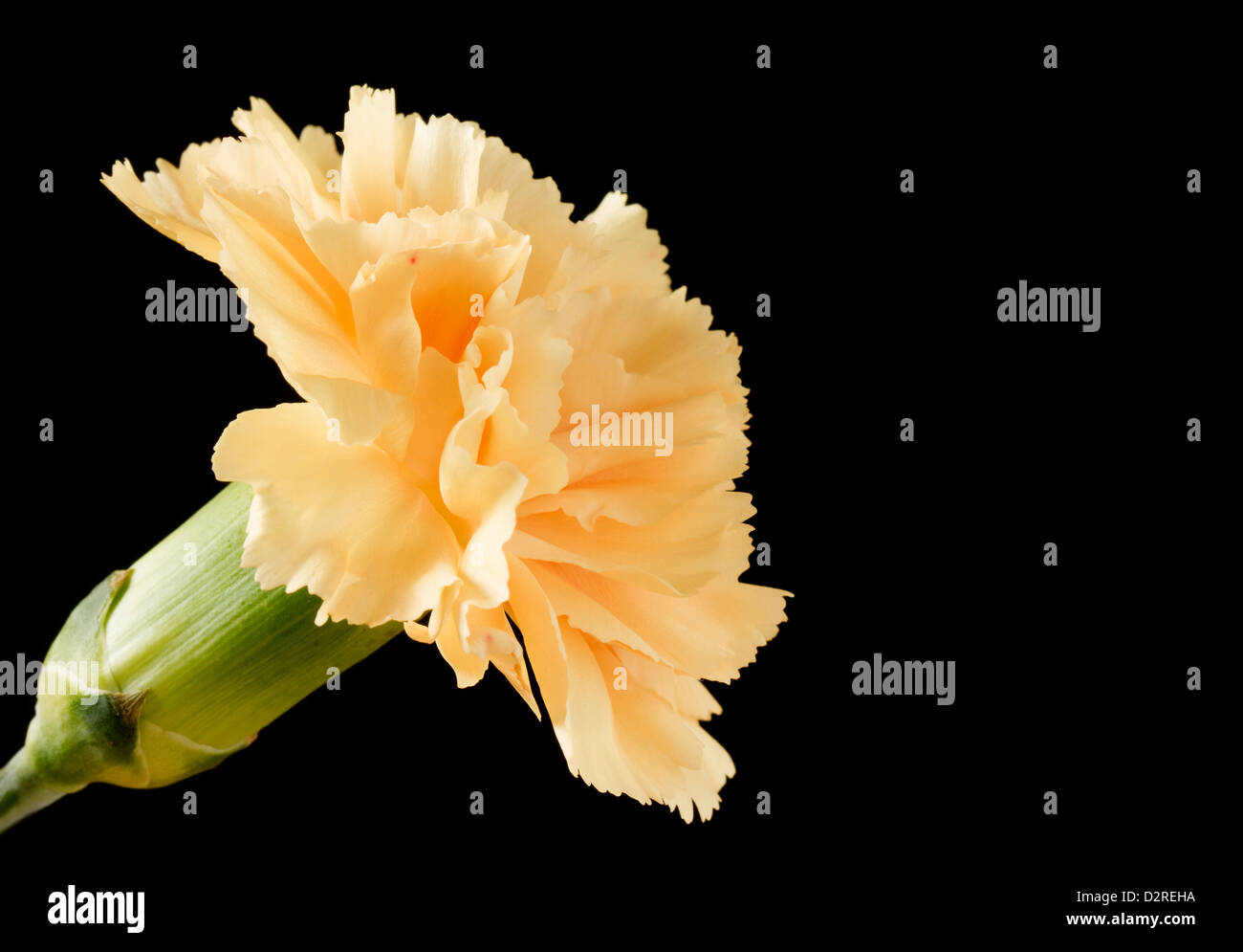 Close up image of one carnation on black background Stock Photo - Alamy