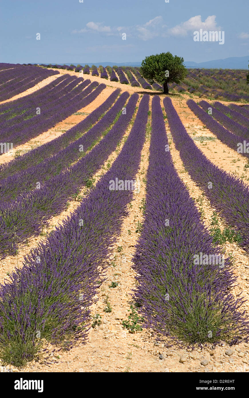 English lavender lavandula angustifolia flowering hi-res stock ...