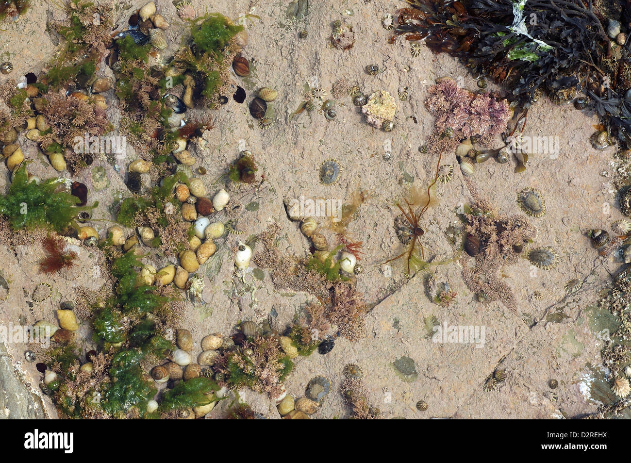 Rockpool with limpets, topshells, dog-whelks and brown, green and red ...