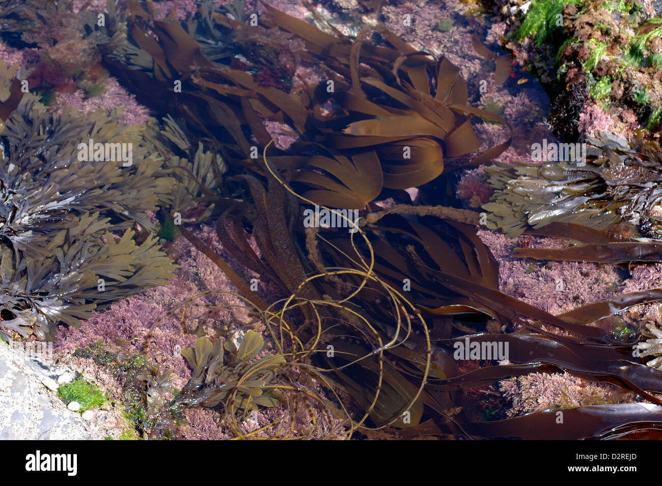 Rockpool with kelp, thongweed and saw wrack brown seaweeds, UK Stock ...