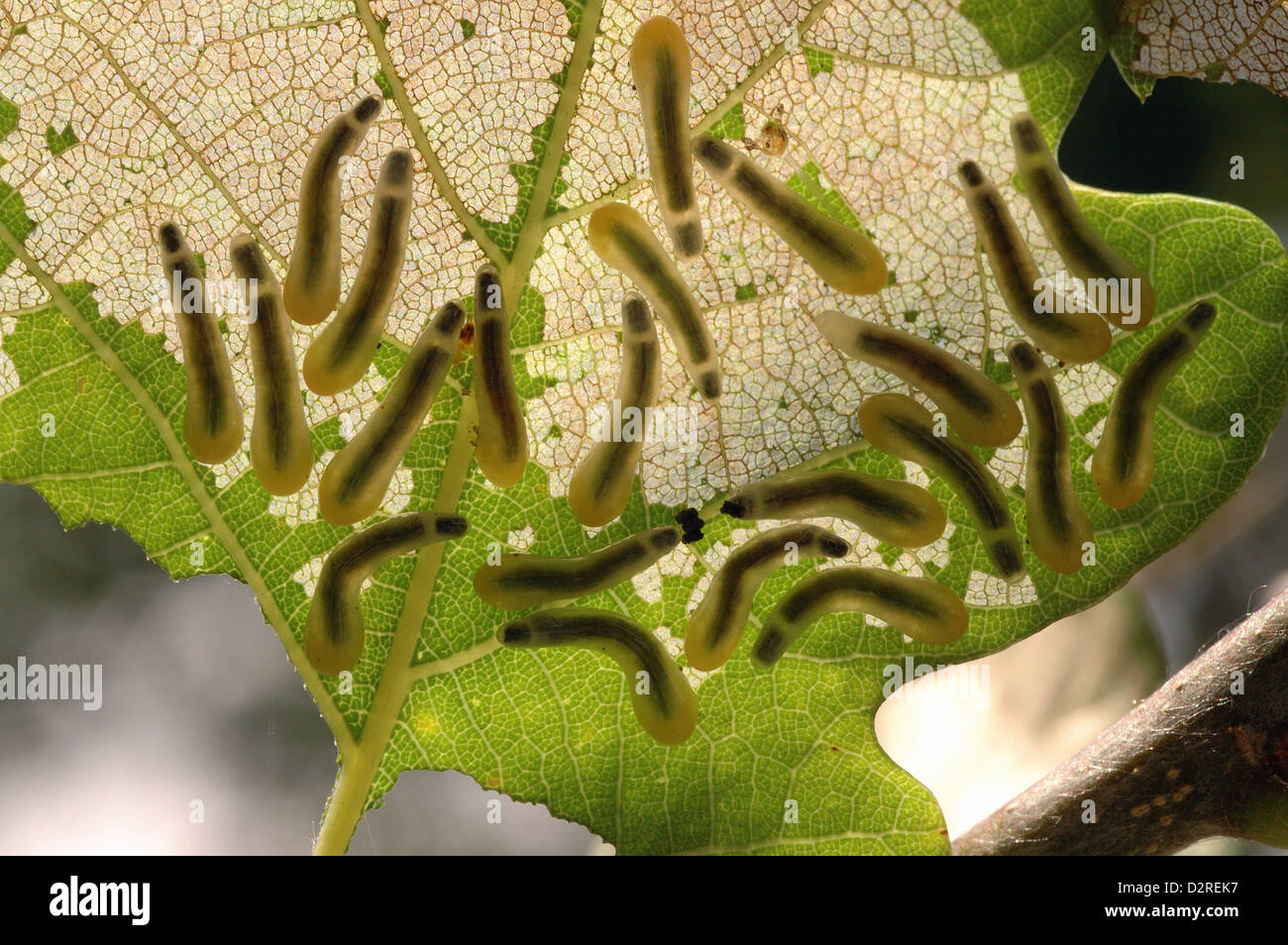 Slug caterpillars hi-res stock photography and images - Alamy
