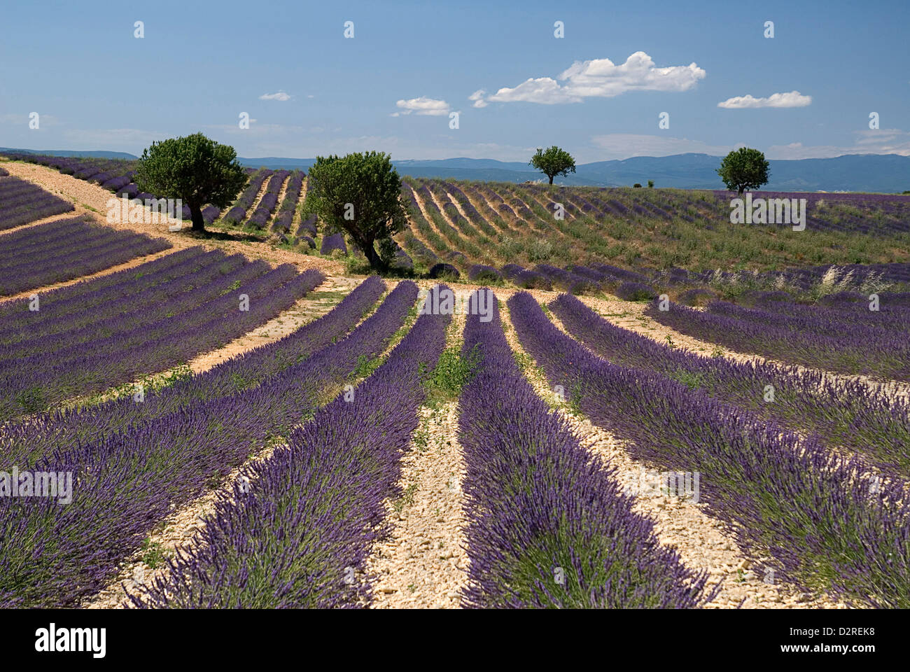 English lavender lavandula angustifolia flowering hi-res stock ...