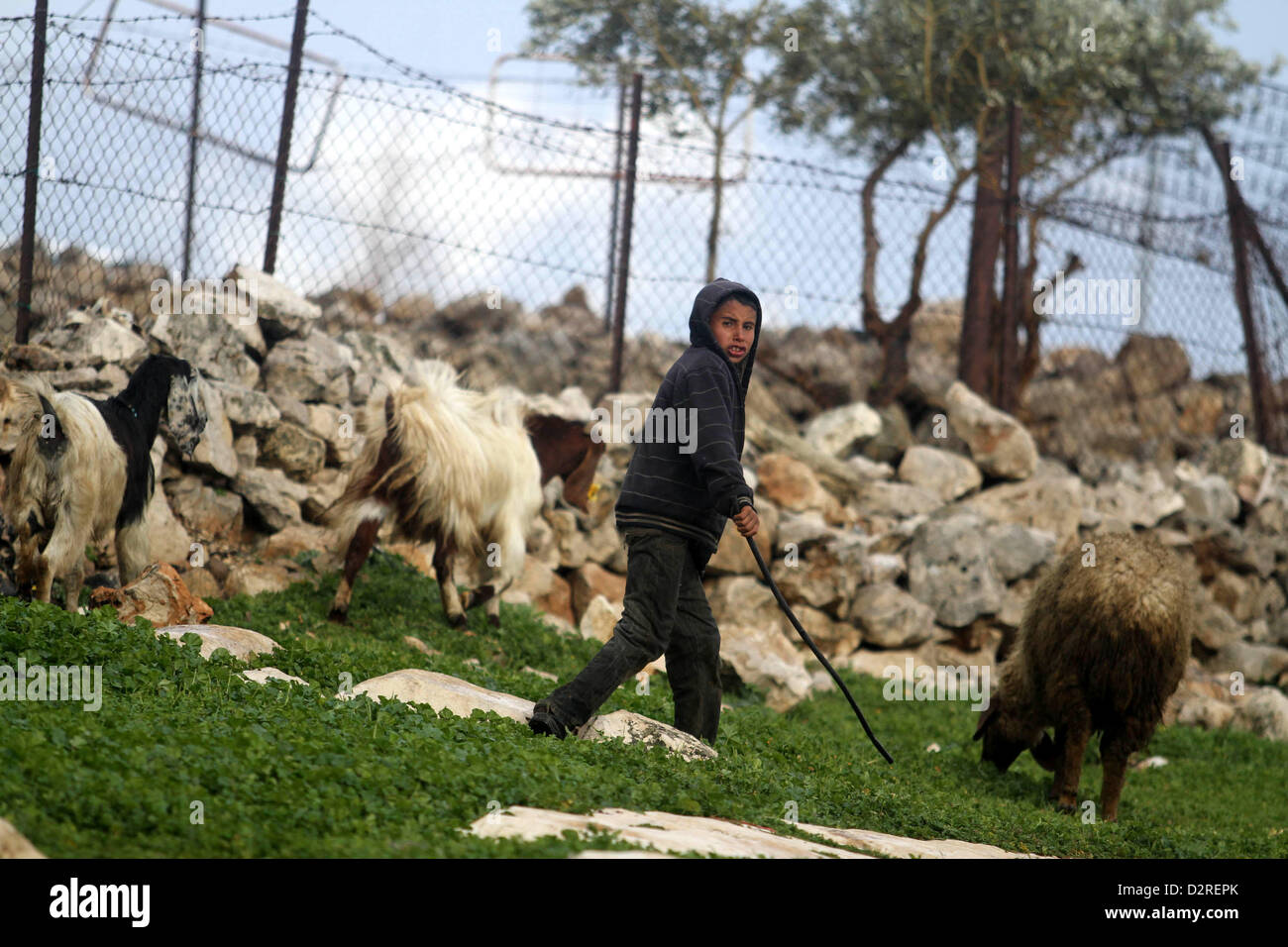 Jan. 31, 2013 - Ramallah, West Bank, Palestinian Territory - A ...