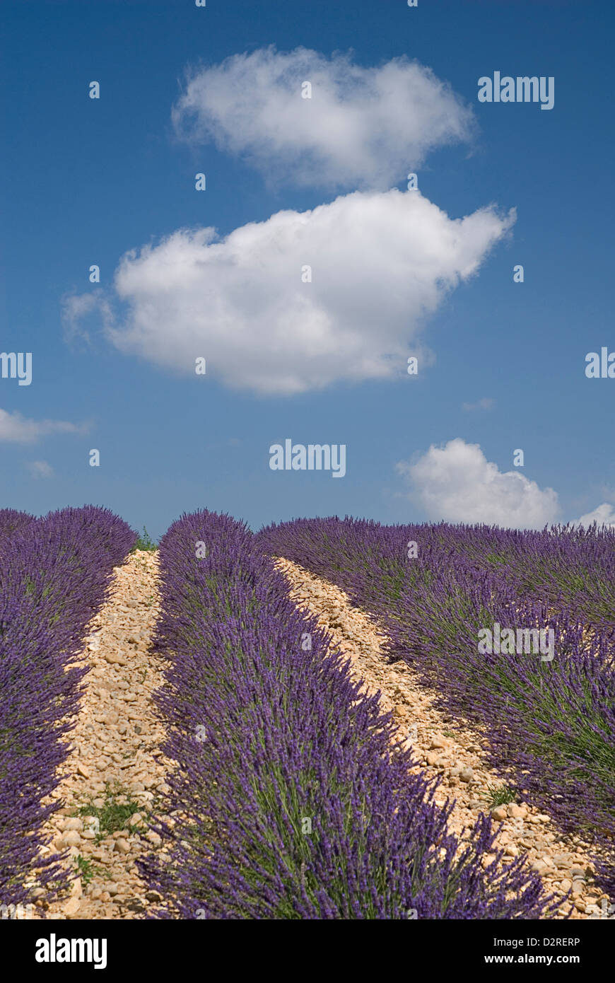 Lavandula angustifolia, Lavender, Purple Stock Photo - Alamy