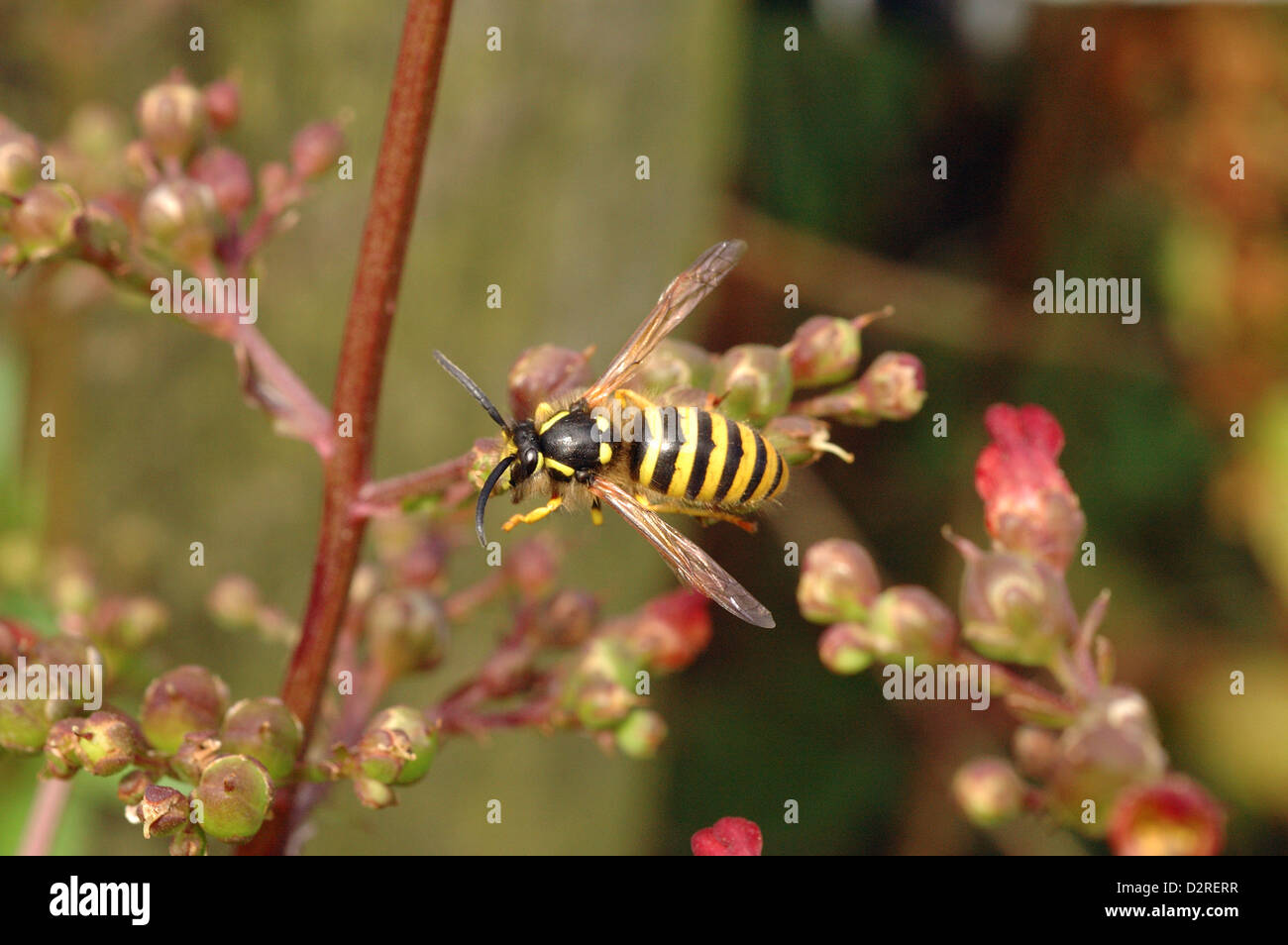 Tree wasp (Vespula sylvestris: Vespidae) taking nectar from figwort ...