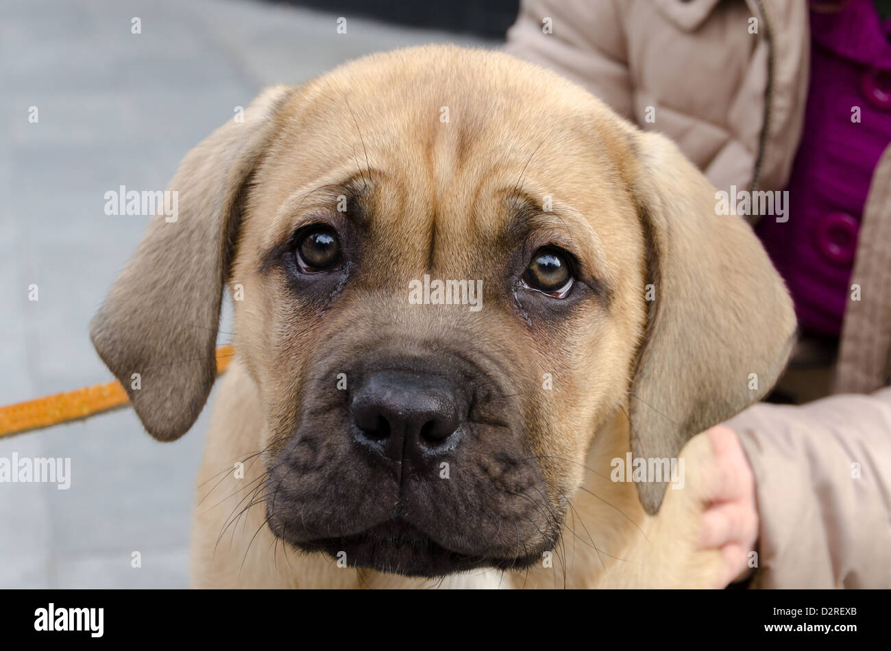 close up of a puppy dog Course Stock Photo - Alamy