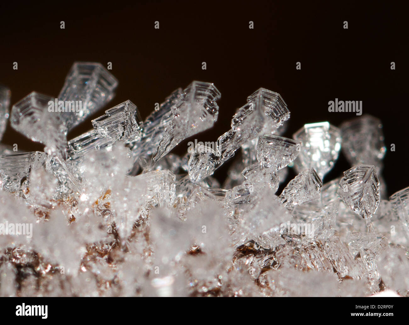 Frost / Ice crystals on the branch of a tree Stock Photo - Alamy