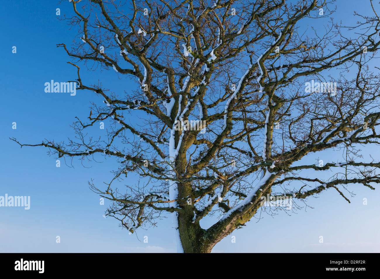 Snow side of tree detail hi-res stock photography and images - Alamy