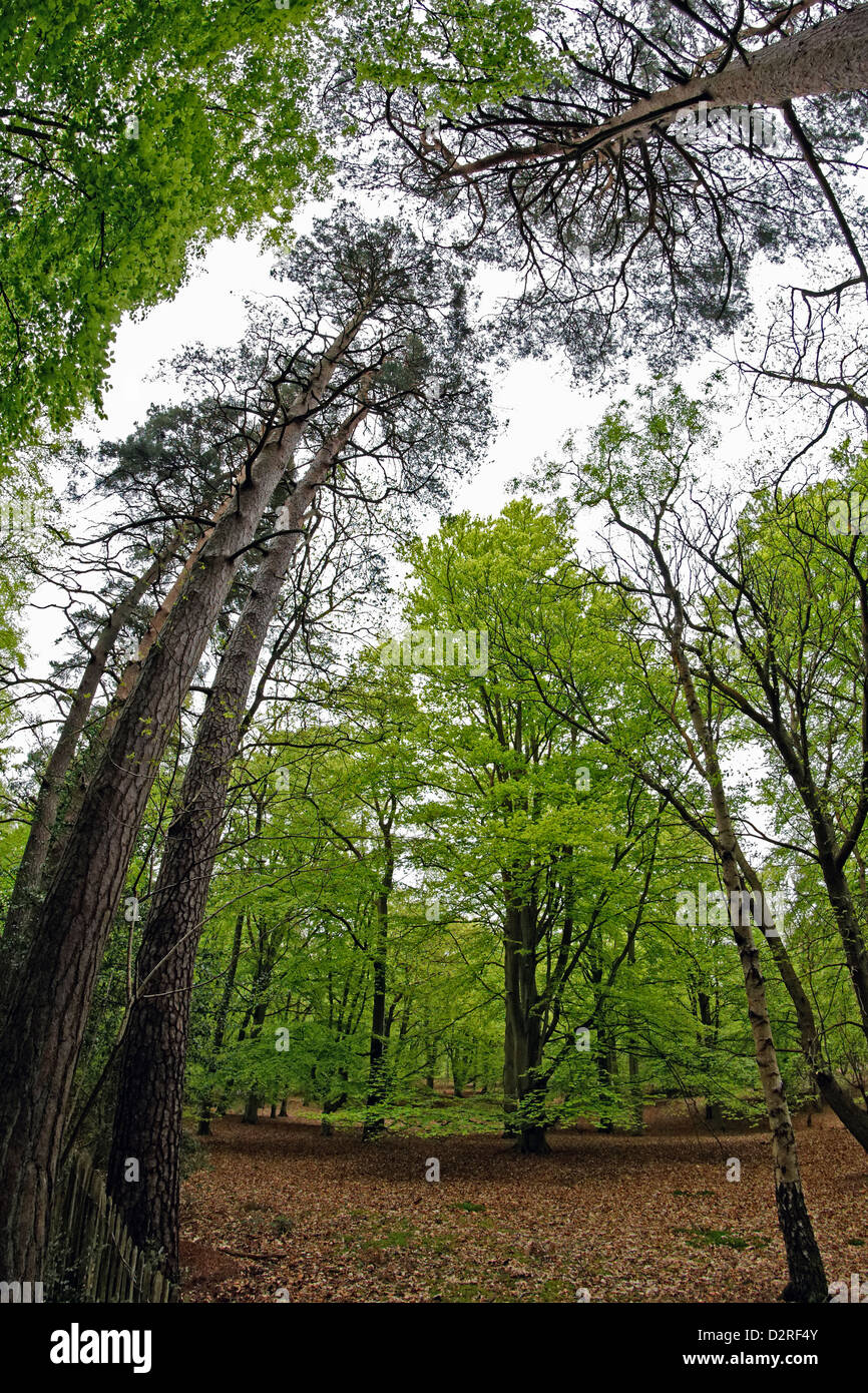 Beech and fir trees in spring Stock Photo - Alamy