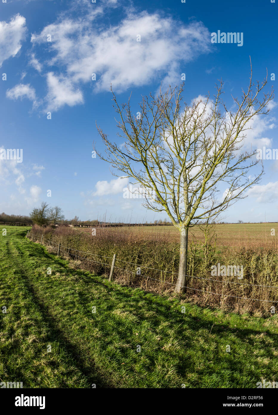 English field tree hi-res stock photography and images - Alamy