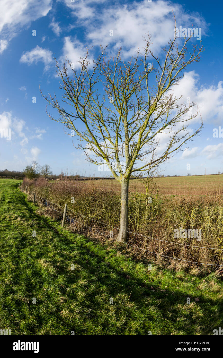 English field tree hi-res stock photography and images - Alamy