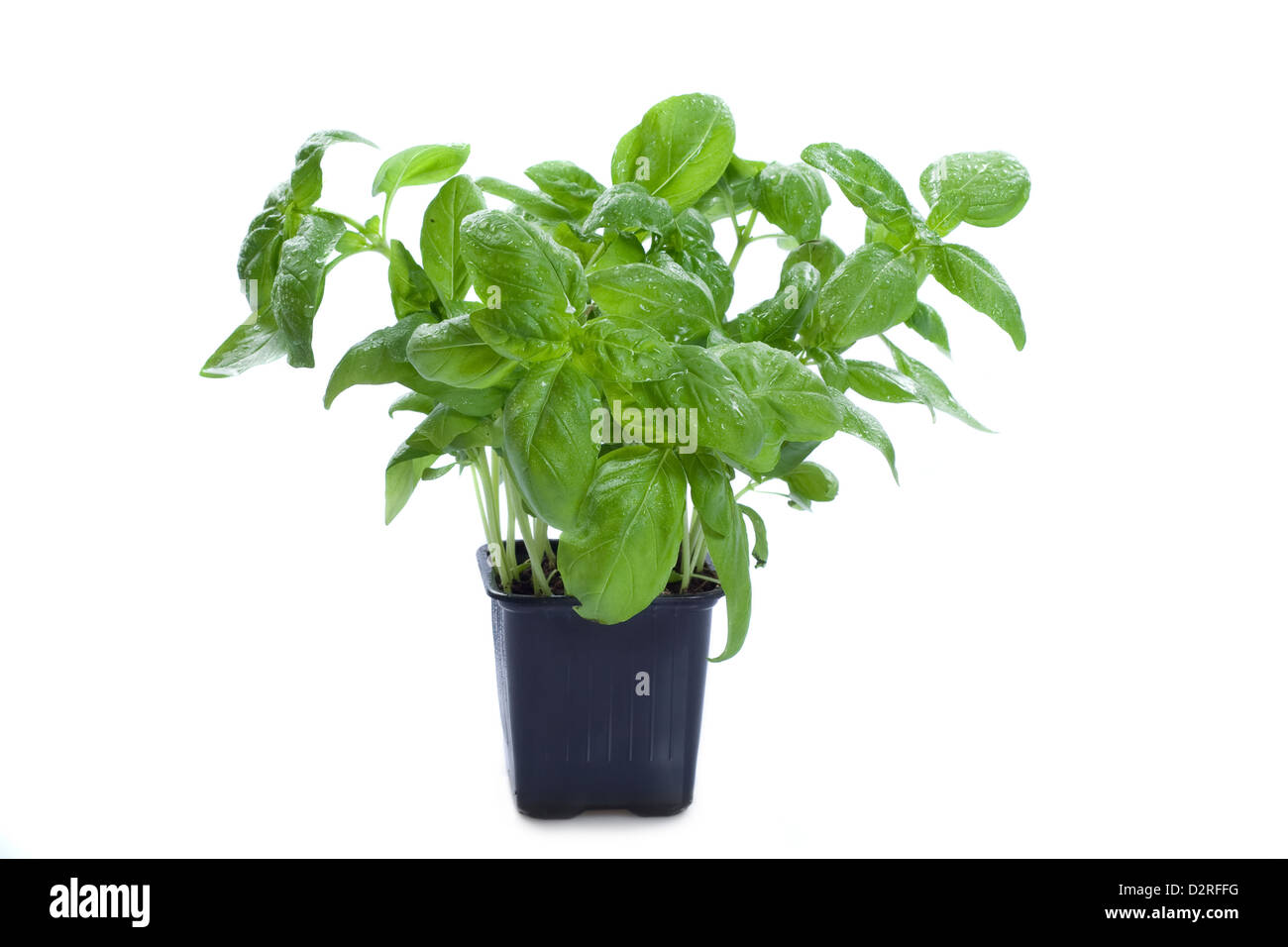 Fresh basil spice Cut Out Stock Images & Pictures - Alamy