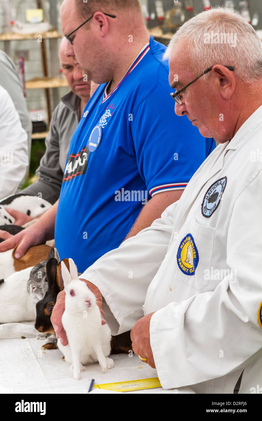 Judging rabbits at the Northumberland County Show 2012 in Corbridge ...