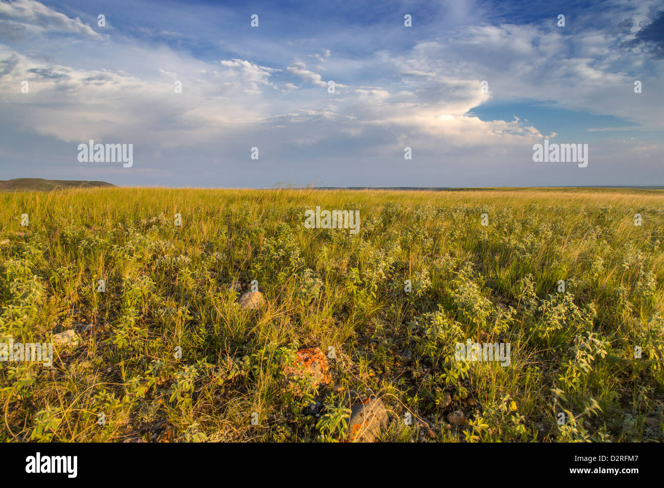 Shortgrass prairie at the Bitter Creek Wilderness Study Area near ...