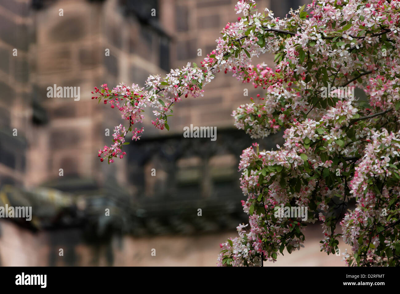 Chester cathedral bell tower hi-res stock photography and images - Alamy