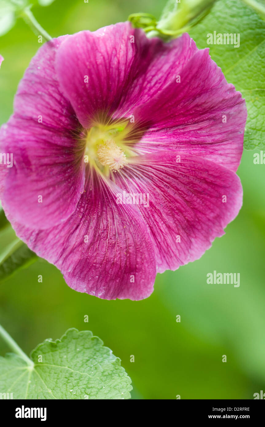 Alcea rosea, Hollyhock, Pink Stock Photo - Alamy