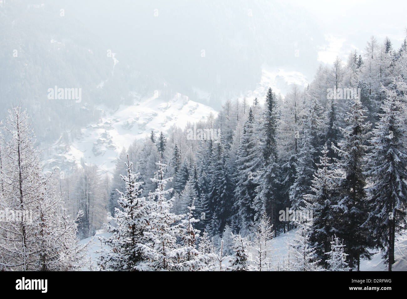 forest in snow on alpen top Stock Photo - Alamy