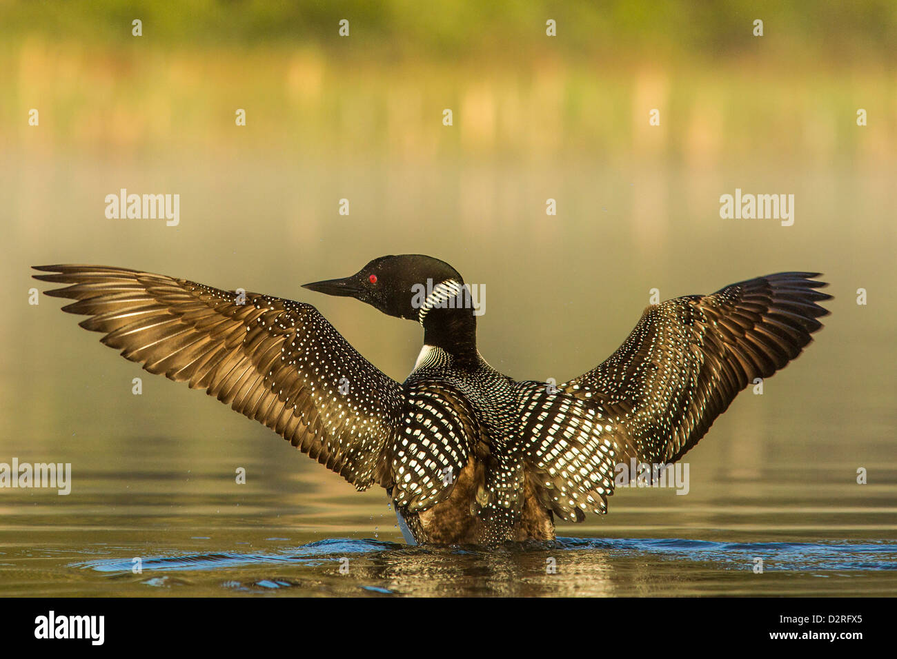 Male common loon drying his wings on Beaver Lake near Whitefish ...