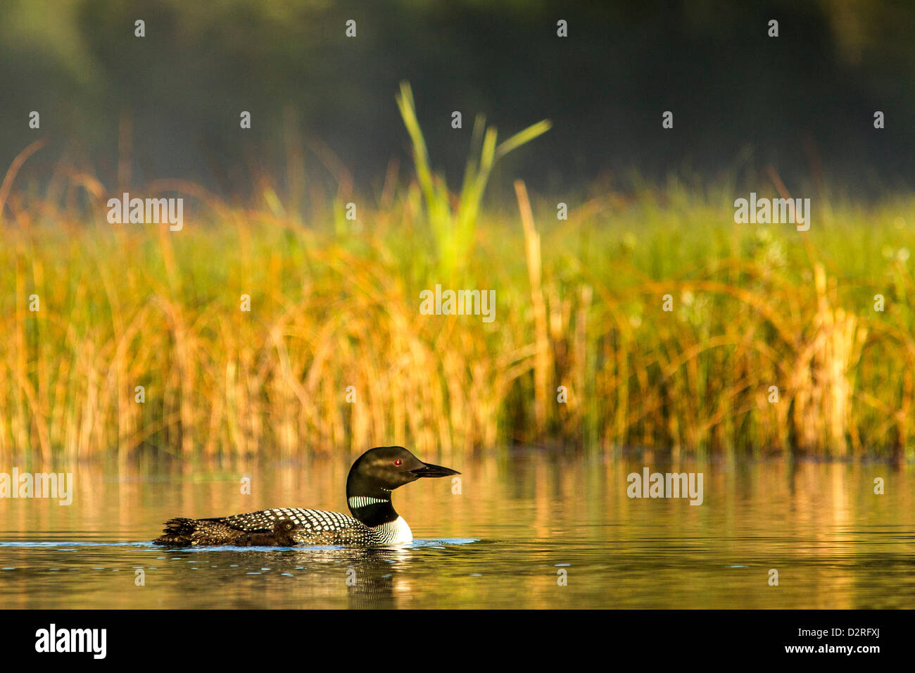 Female common loon with newborn chick on Beaver Lake near Whitefish ...