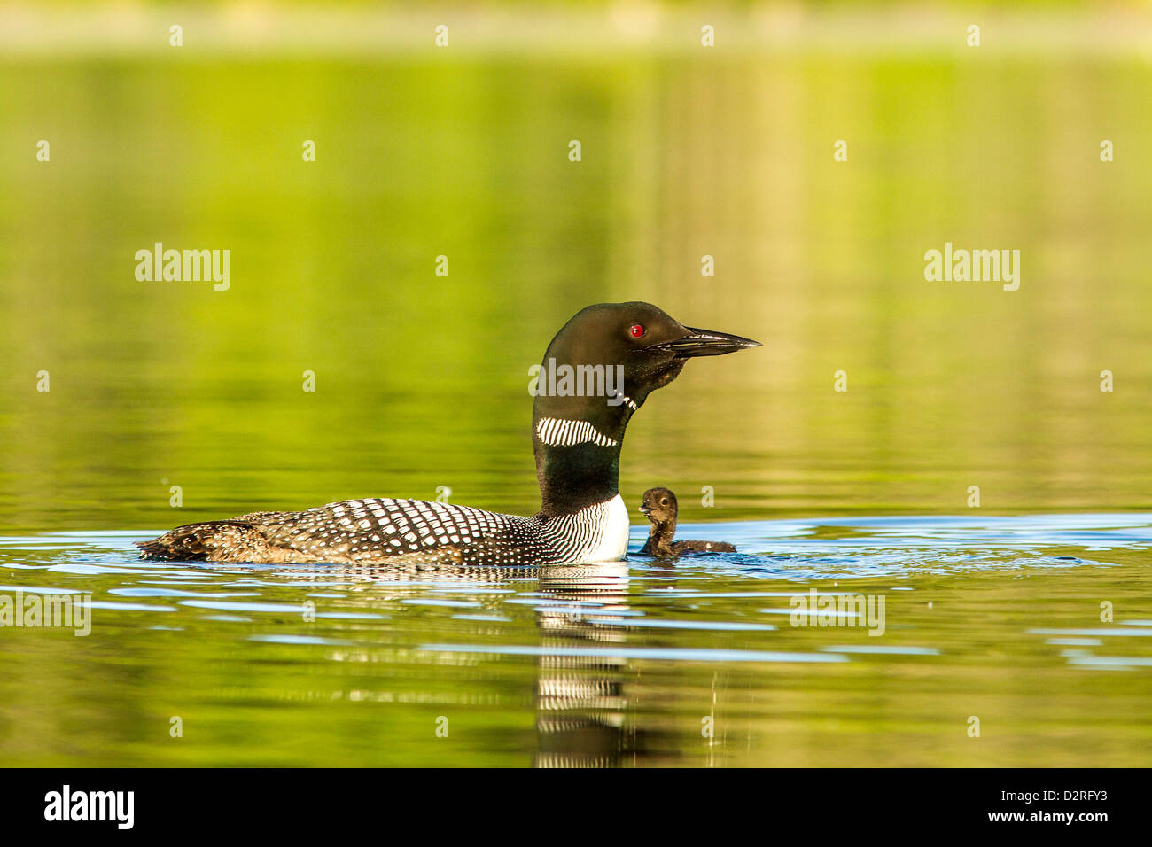 Female Loon