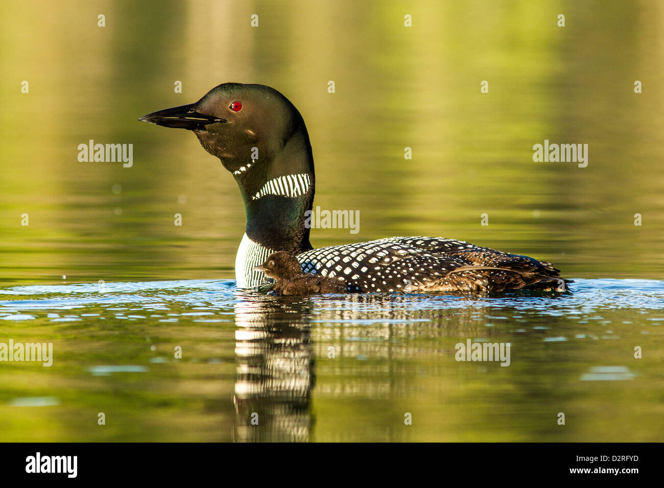 Female common loon with newborn chick on Beaver Lake near Whitefish ...