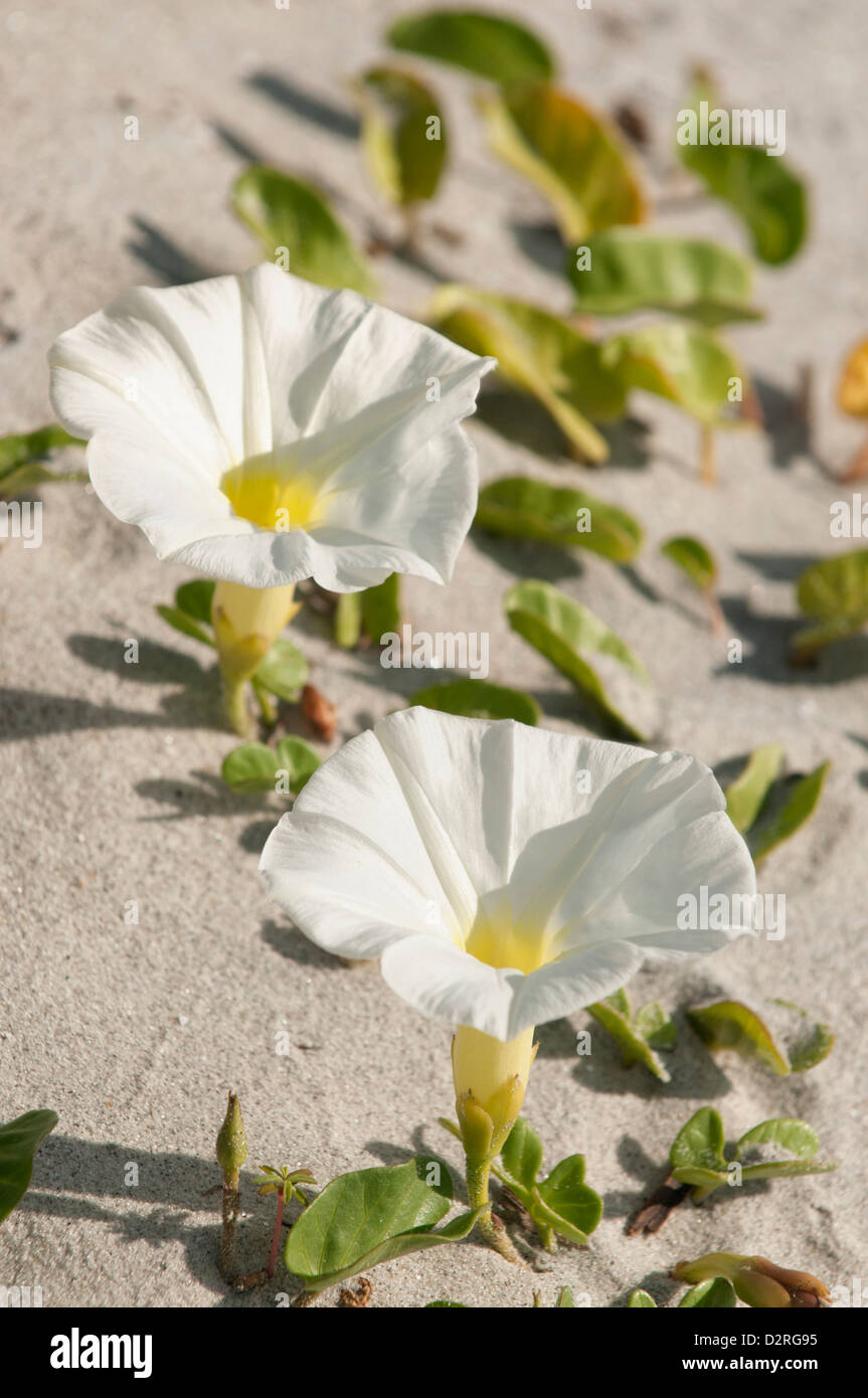 Ipomoea imperati, Beach morning-glory, White Stock Photo - Alamy