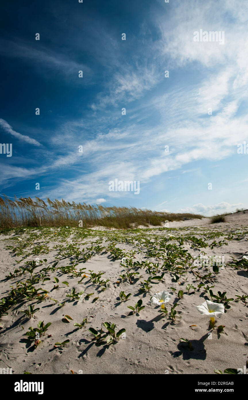 Ipomoea imperati, Beach morning-glory, White Stock Photo - Alamy