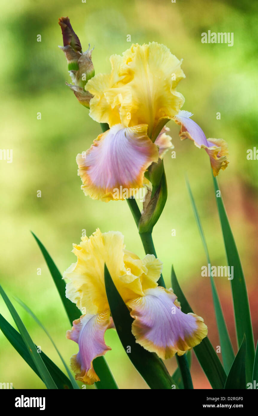 Iris germanica 'Enchanted One', Iris, Bearded iris, Yellow Stock Photo ...