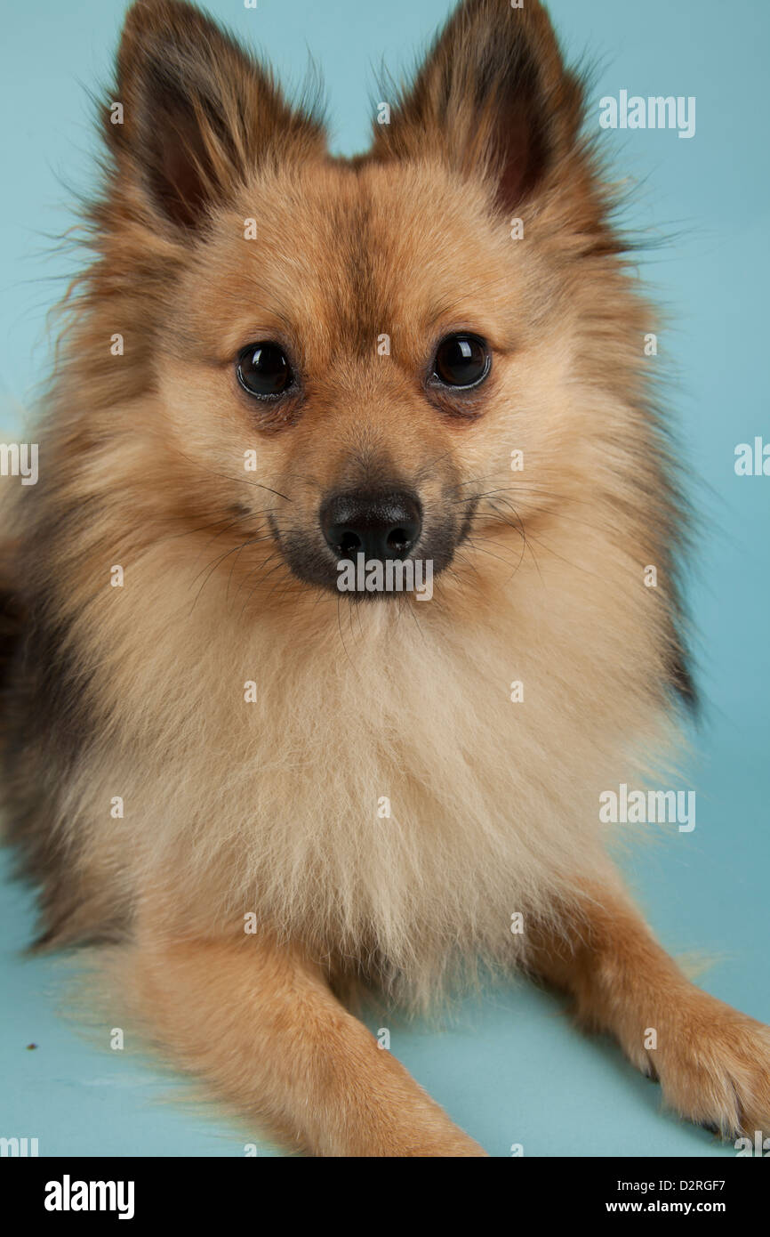 Mini spitz on colored background Stock Photo - Alamy